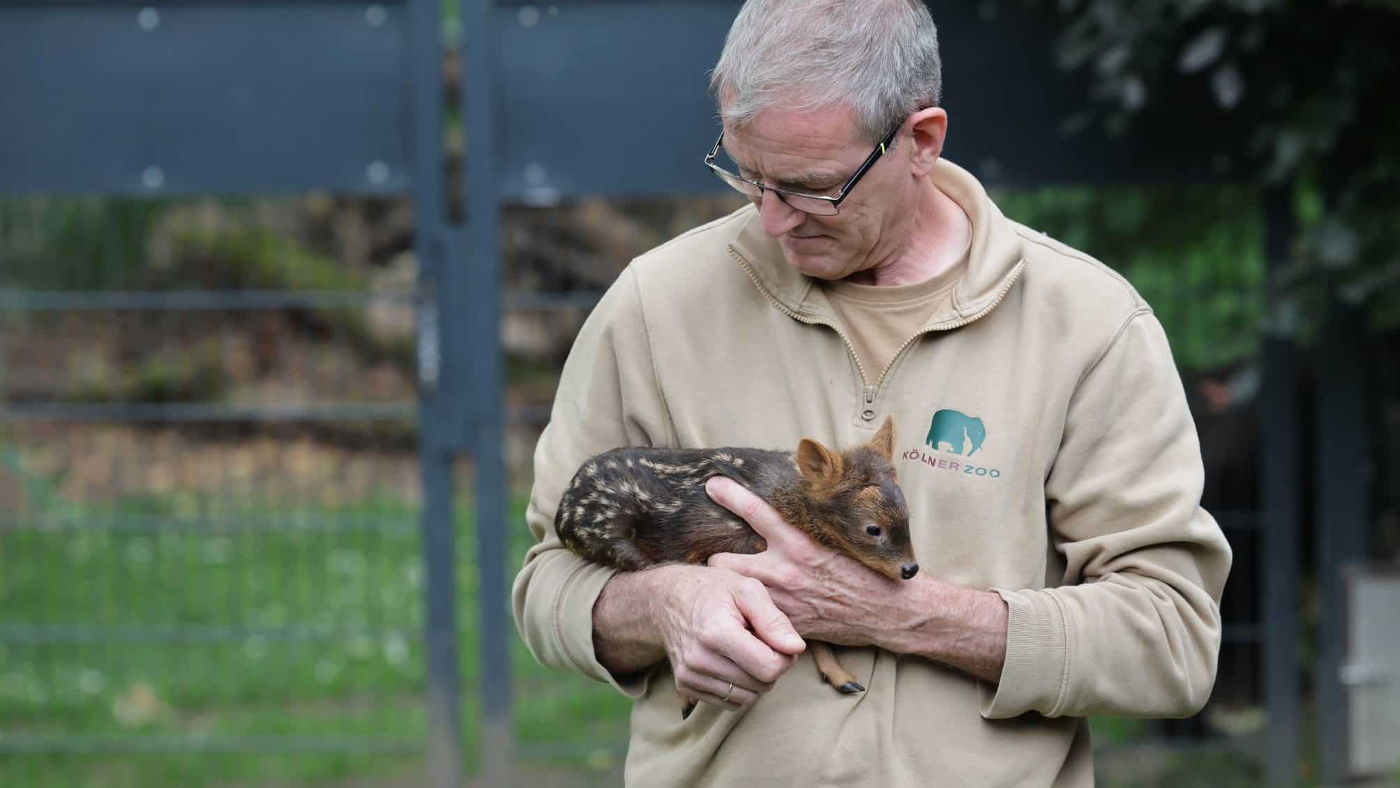 La Zoo Köln se sărbătorește nașterea celui mai mic pui de cerb din lume ...