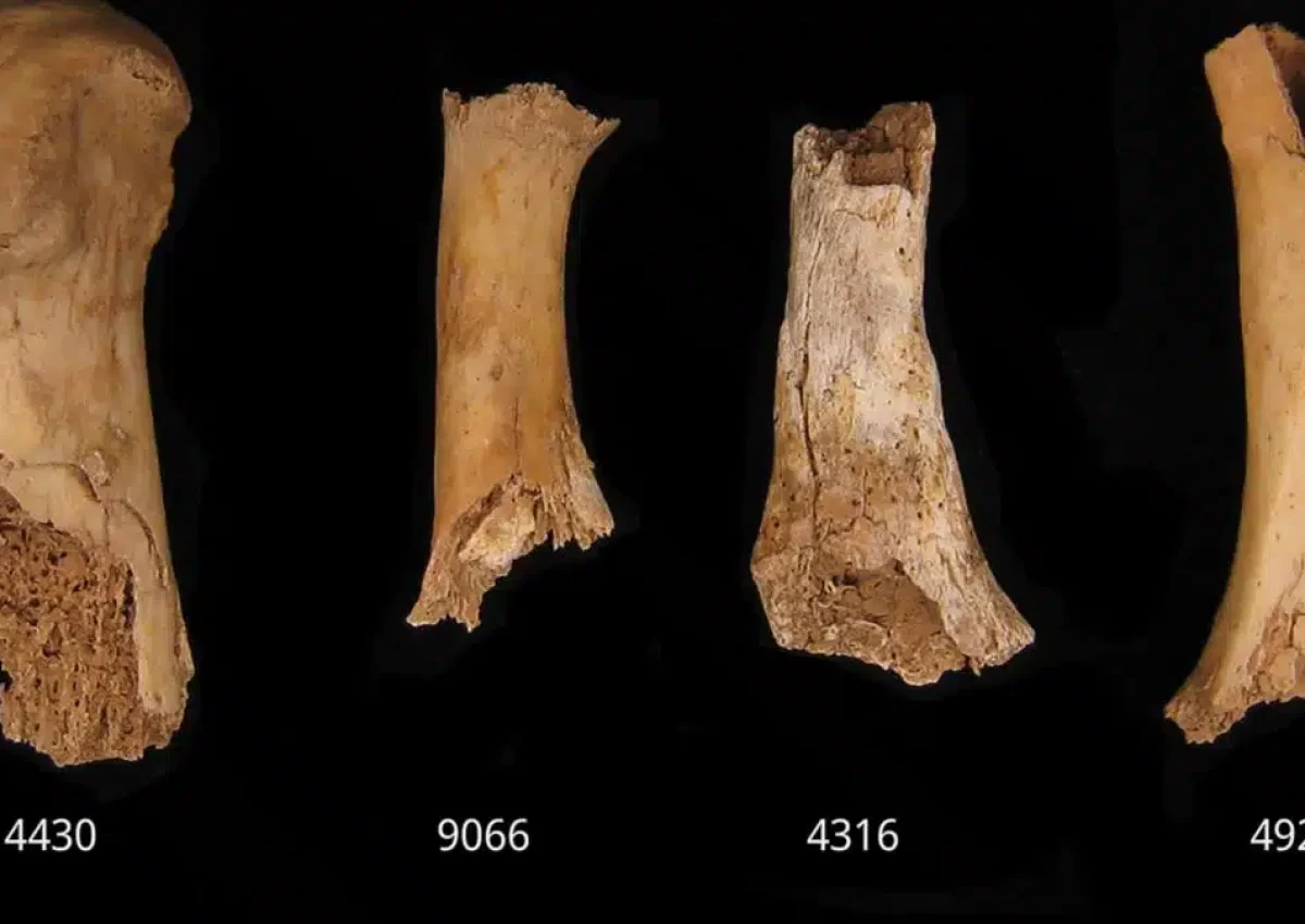 Cercetătorii au fost oripilați de dovezile canibalismului din epoca ...